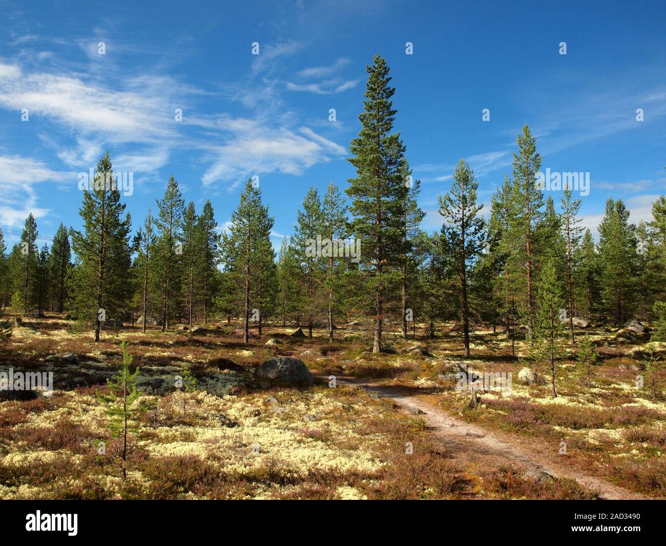 Boreale vegetationszone -Fotos und -Bildmaterial in hoher Auflösung – Alamy