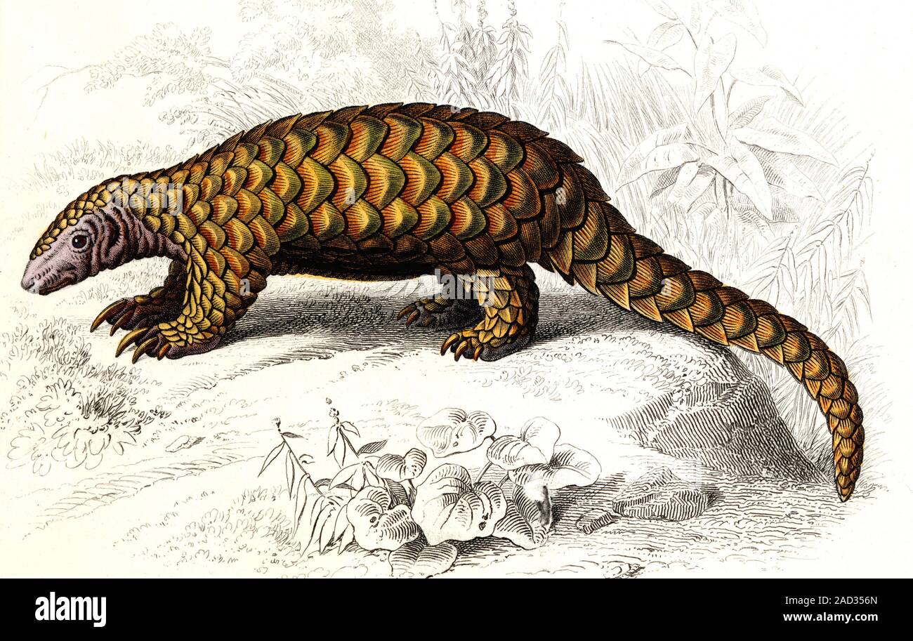 Pangolin. 1869 Abbildung: pangolin (Familie Manidae). Die pangolin ...