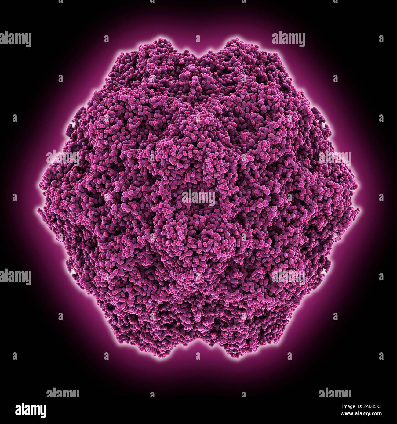 Canine parvovirus Kapsid, molekulare Modell. Canine Parvovirus (CPV Typ ...