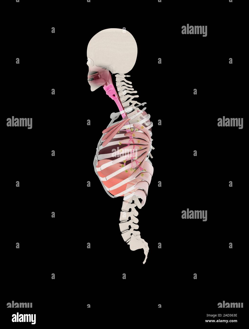 Der menschlichen Atemwege. Computer zeigt den Körper Strukturen ...