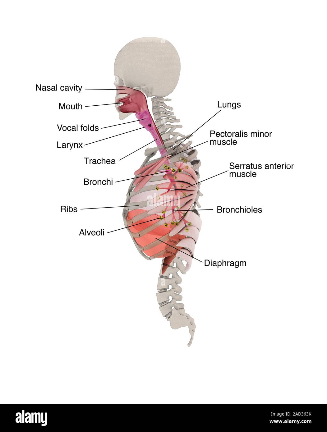 Der menschlichen Atemwege. Computer zeigt den Körper Strukturen ...