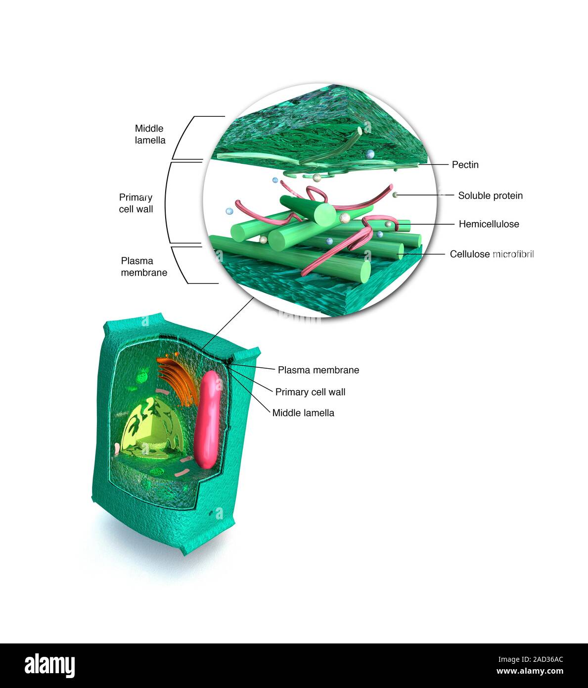 Eukaryotische Zelle Struktur. Cutaway Computer zeigt den Organellen und ...