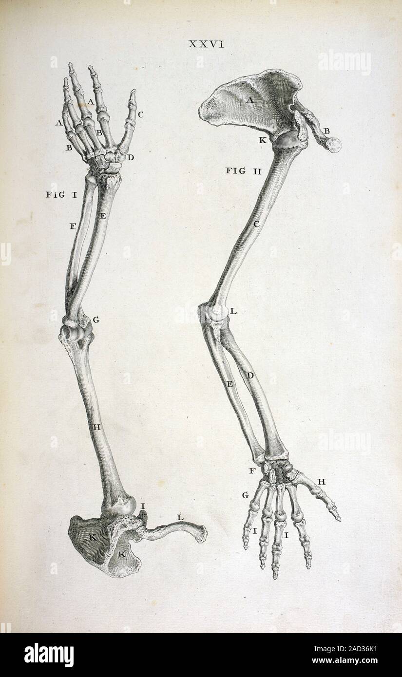 Arm Knochen, aus dem 18. Jahrhundert Abbildung. Der arm Knochen sind ...