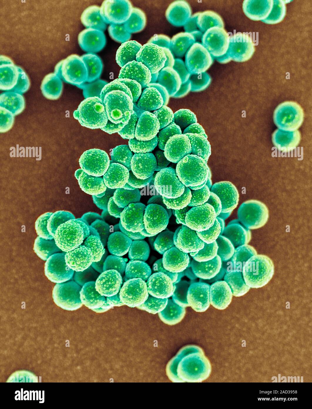 MRSA-Bakterien. Farbige Scanning Electron Micrograph (SEM) Methicillin ...