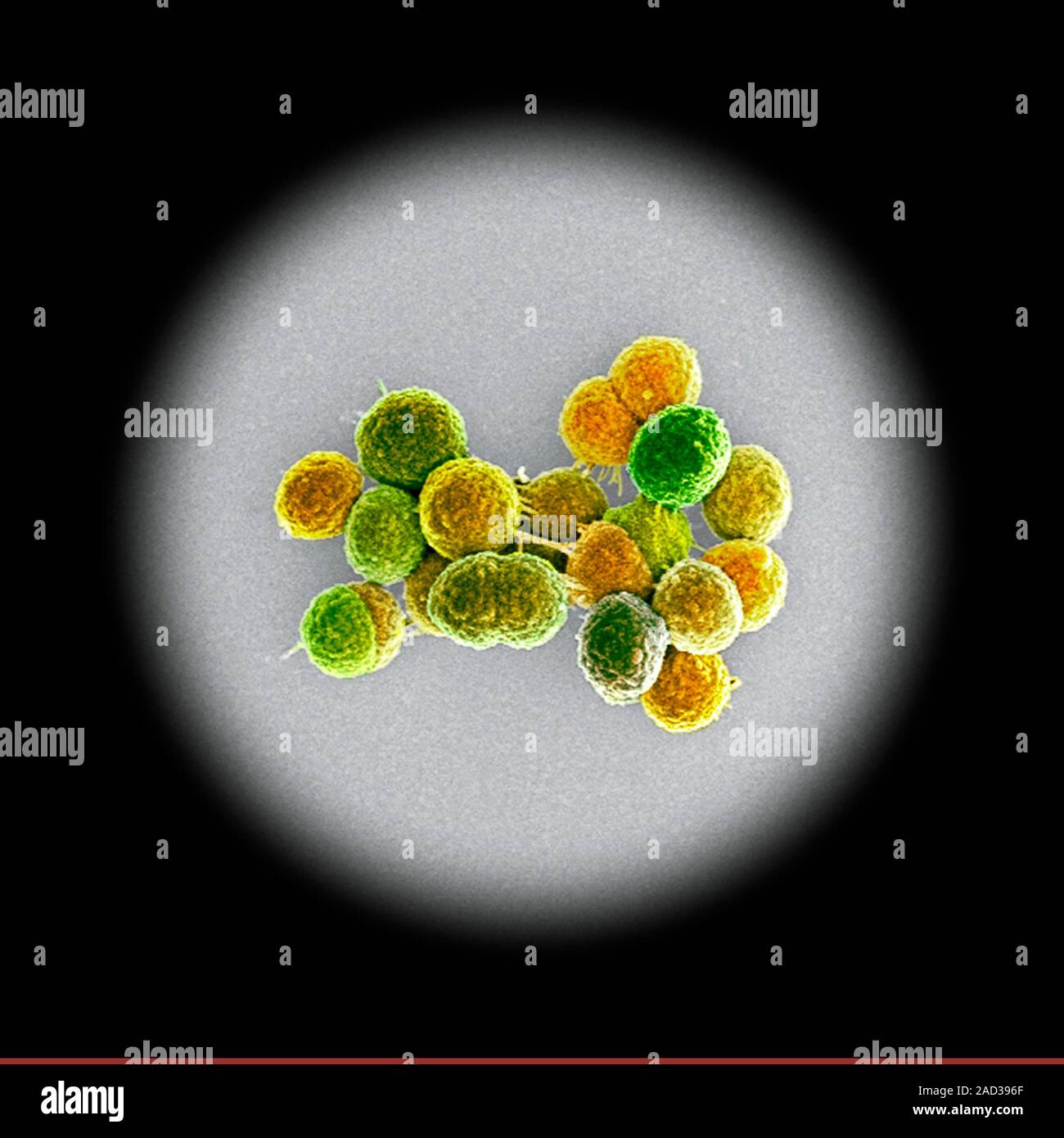 Enterococcus faecalis Bakterien. Farbige Scanning Electron Micrograph ...