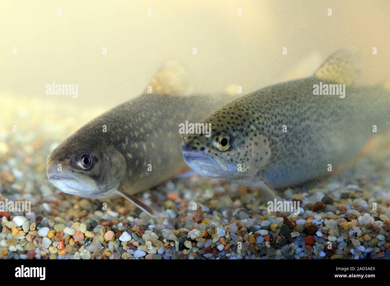 Salmo fontinalis -Fotos und -Bildmaterial in hoher Auflösung – Alamy