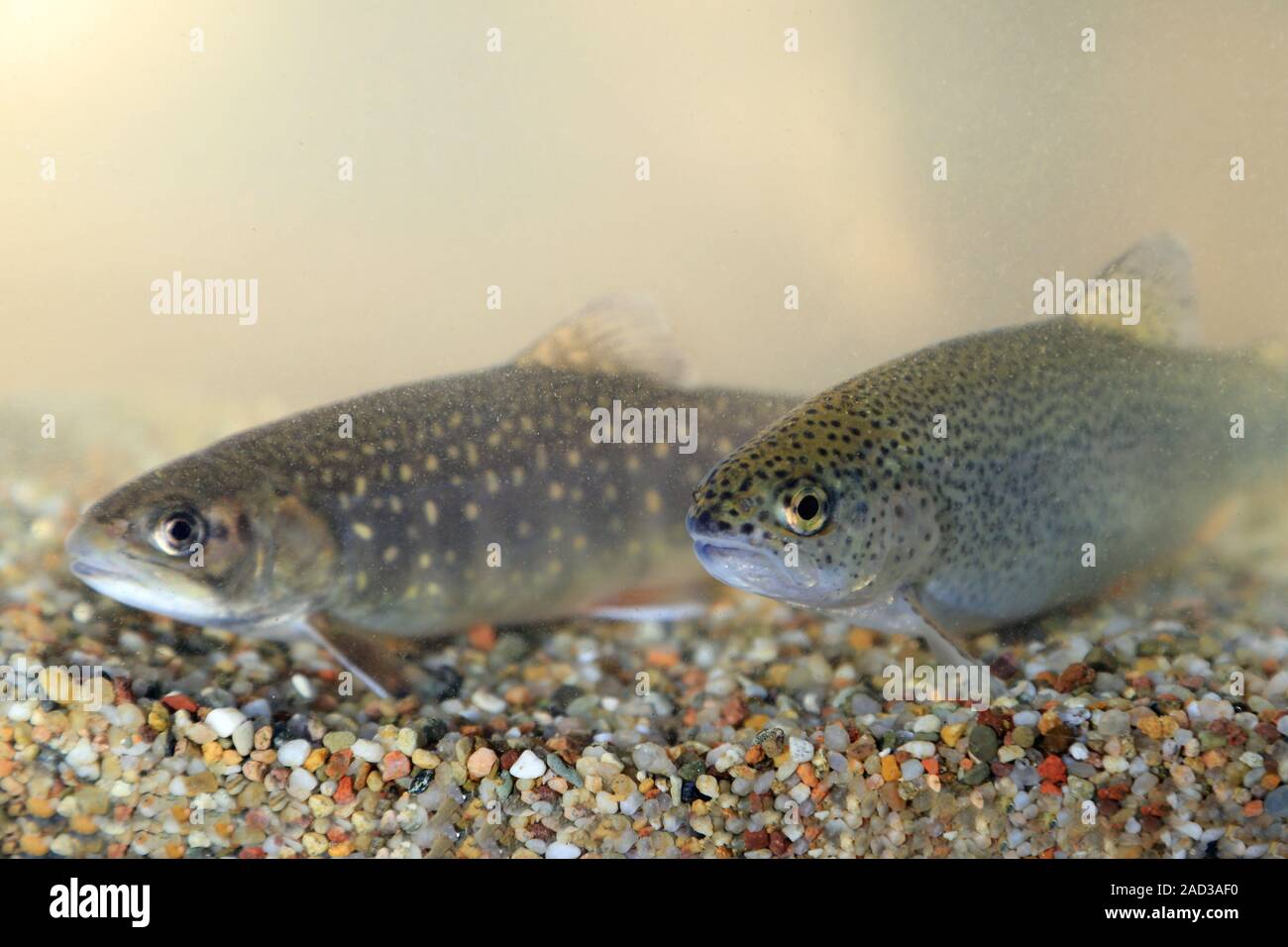 Bach charr -Fotos und -Bildmaterial in hoher Auflösung – Alamy