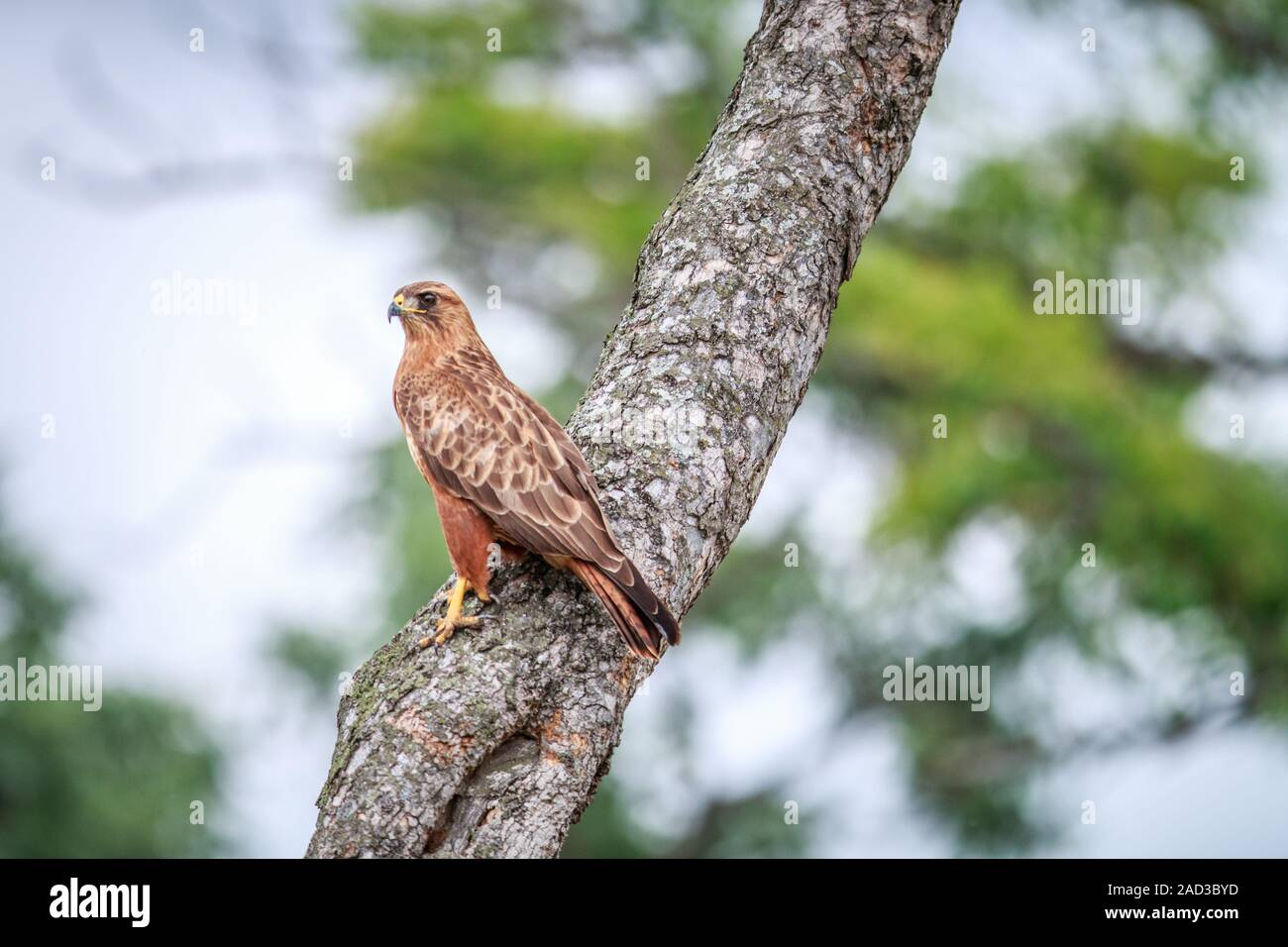 Sitzender adler -Fotos und -Bildmaterial in hoher Auflösung – Alamy