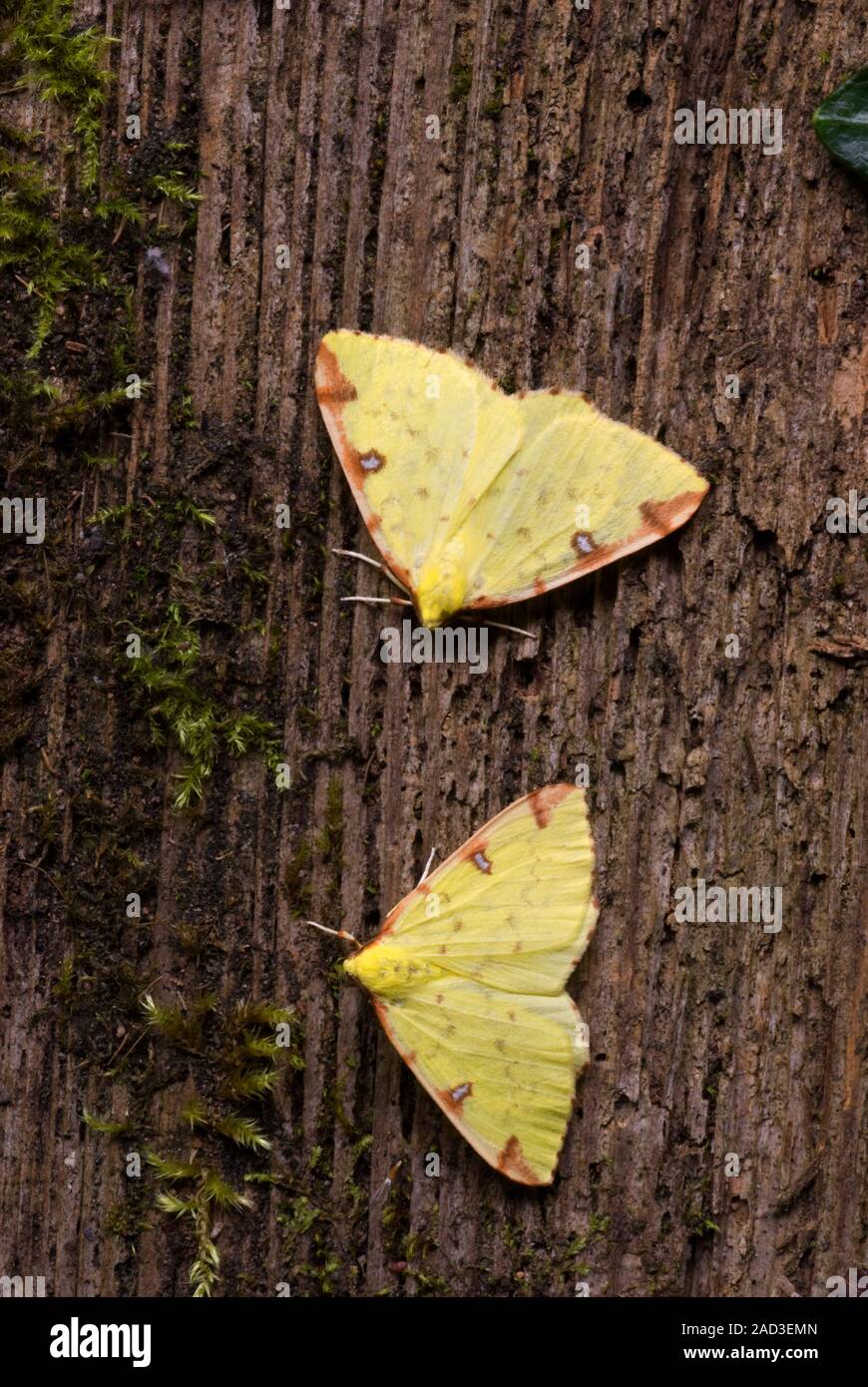 Schwefel (Opisthograptis luteolata Motten) auf einem bemoosten Stück ...