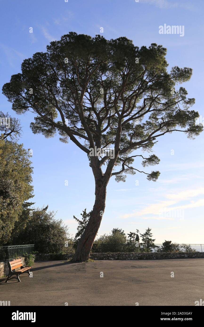 Pinus pinea needles -Fotos und -Bildmaterial in hoher Auflösung – Alamy