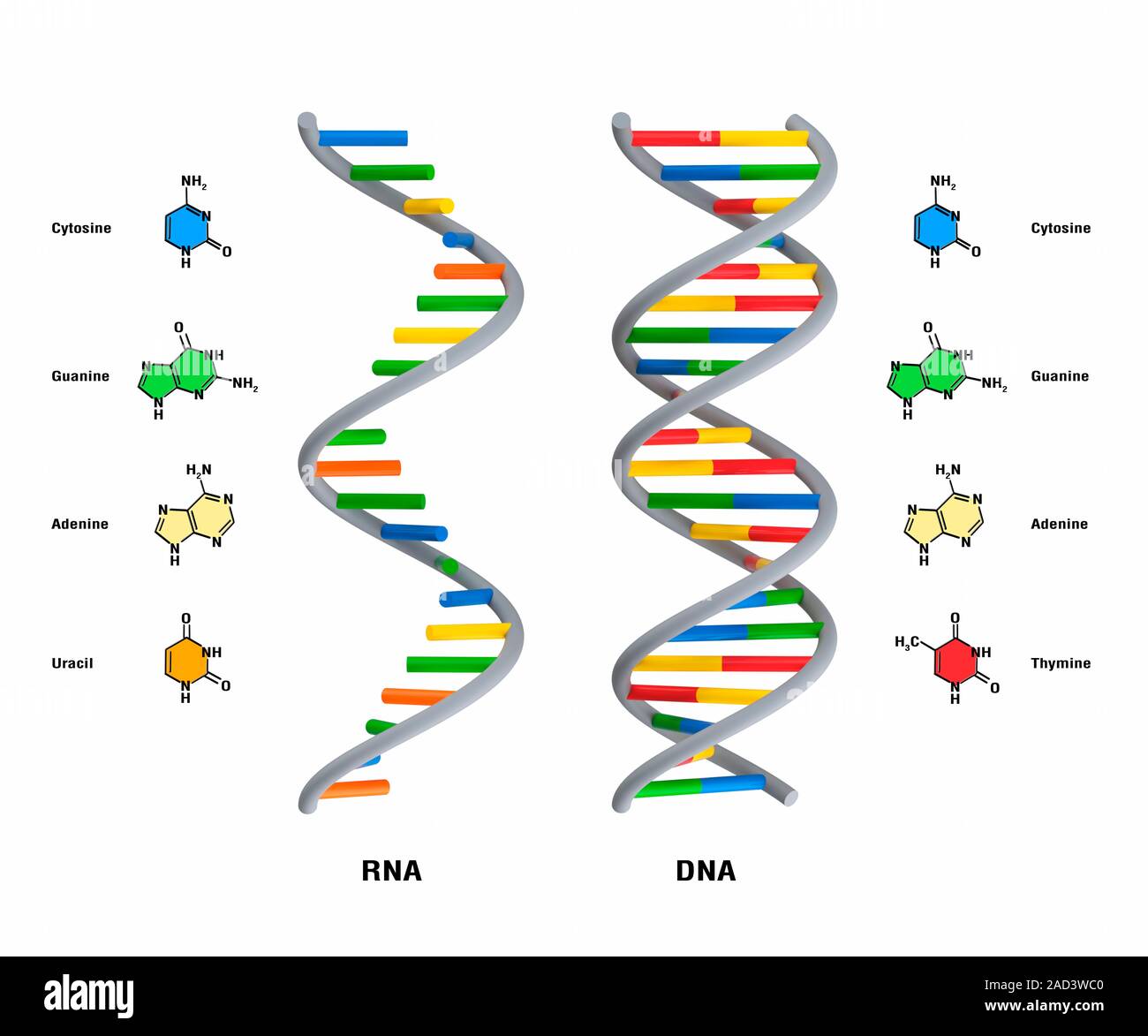 Struktur von RNA und DNA. Abbildung: die Struktur und die Basen der ...