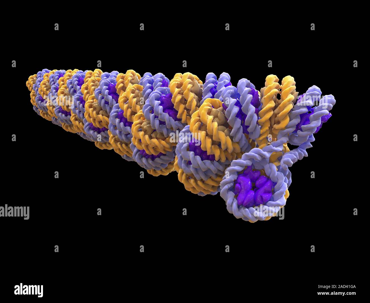 Molekulare Modell eines chromatin Faser. Diese Faser hat eine Länge von ...