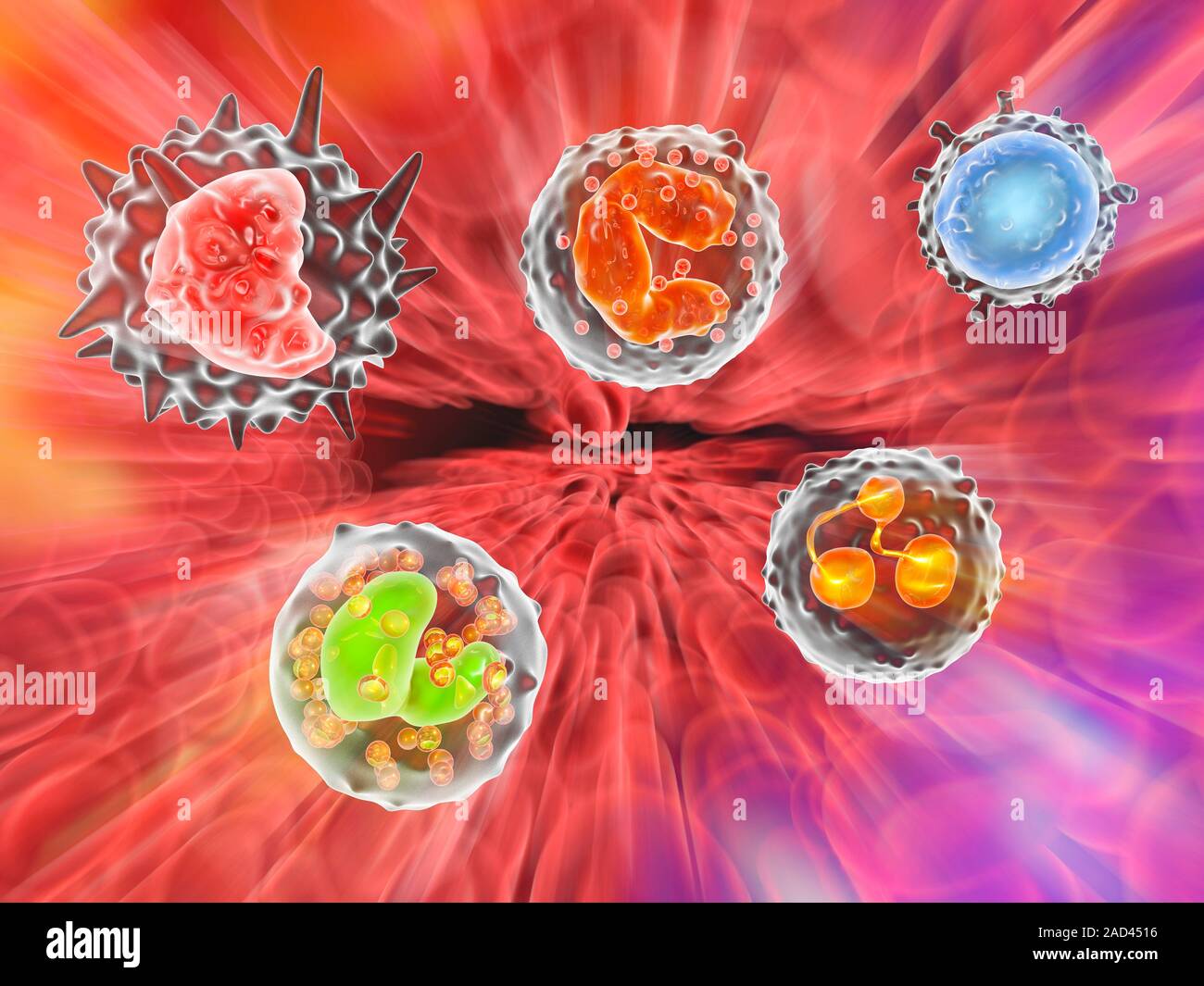 Computer Artwork der verschiedenen Typen von weißen Blutkörperchen ...