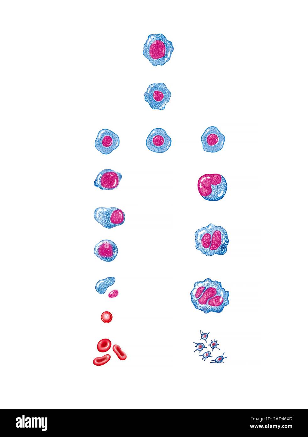 Schema der Hämatopoese, erythropoese und thrombocytopiesis. Diese ...