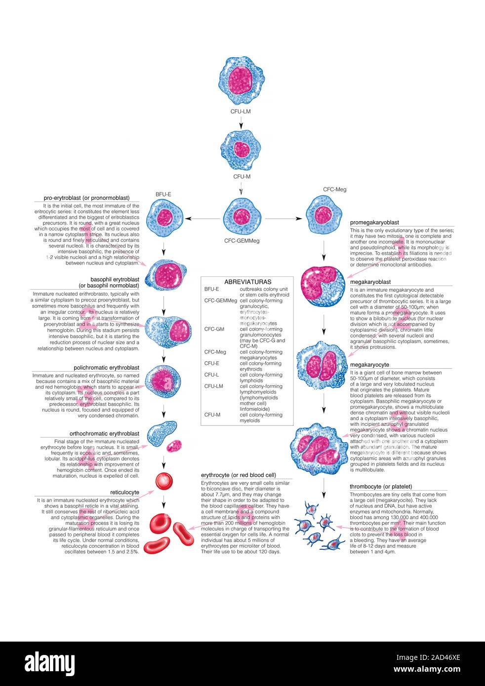 Schema der Hämatopoese, erythropoese und thrombocytopiesis. Diese ...