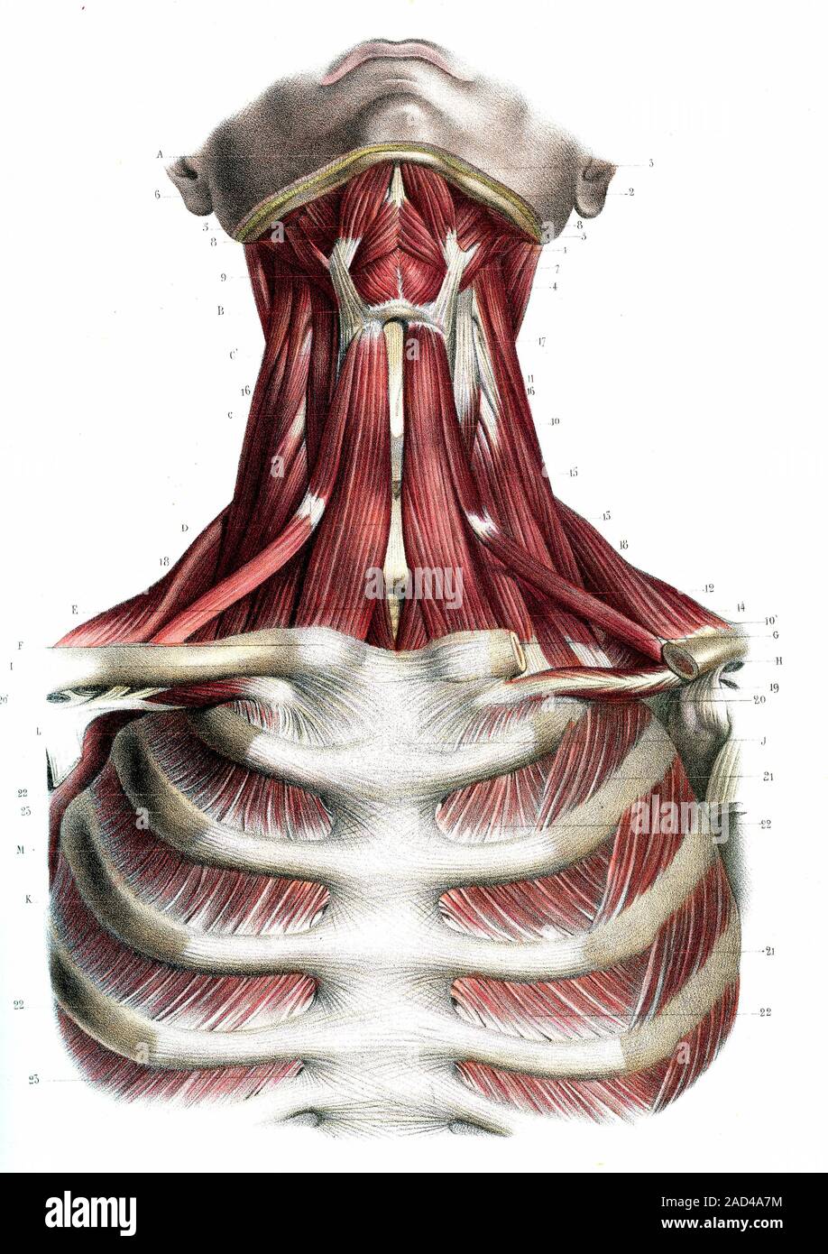 Brust- und Nackenmuskulatur. 1866 Abbildung: die Struktur der Muskeln ...