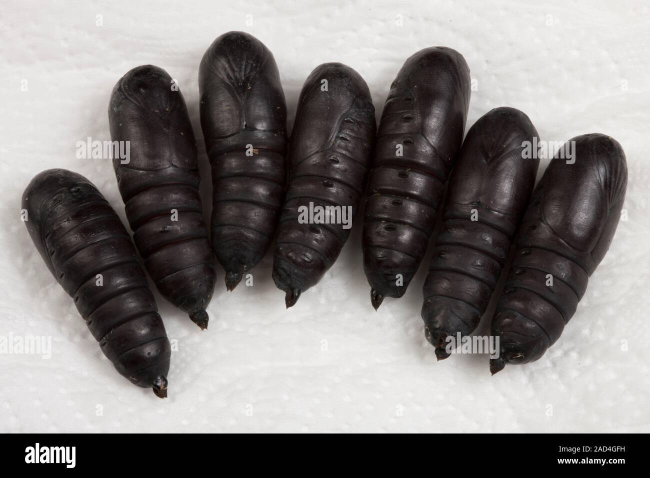Chinesische Eule Brahmaea hearseyi) Motte (chrysalids. Diese Motten ... Chinesische Eule Brahmaea hearseyi) Motte (chrysalids. Diese Motten ...