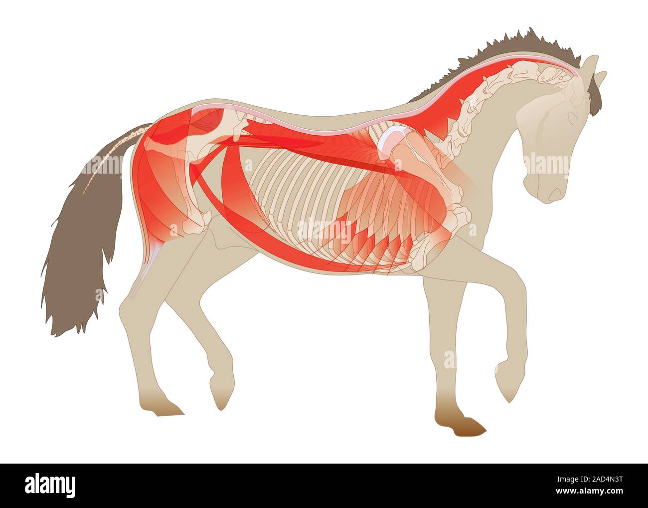 Pferd Anatomie. Abbildung der Anatomie der Pferde (Equus ferus Caballus), zeigen Teile des ...