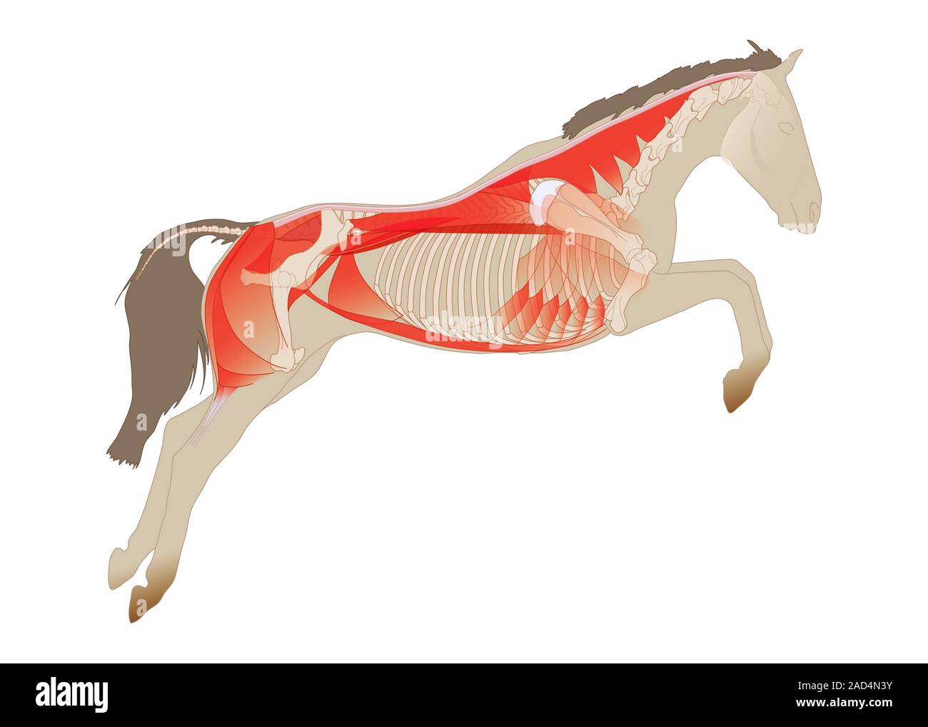 Pferd Anatomie. Abbildung der Anatomie der Pferde (Equus ferus Caballus ...