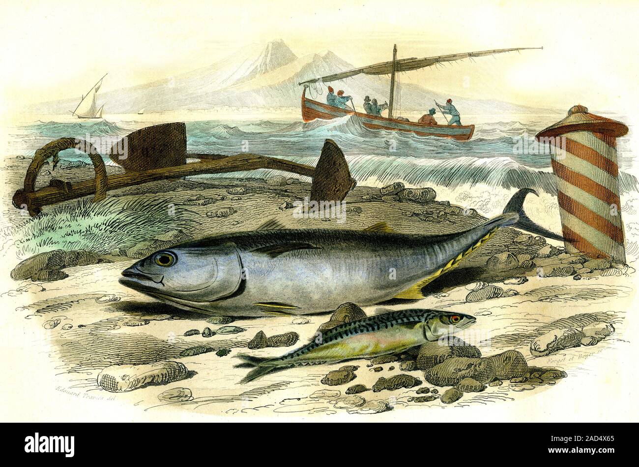 Thunfisch und Makrele, 19. Jahrhundert Abbildung. Die größeren Fische ...