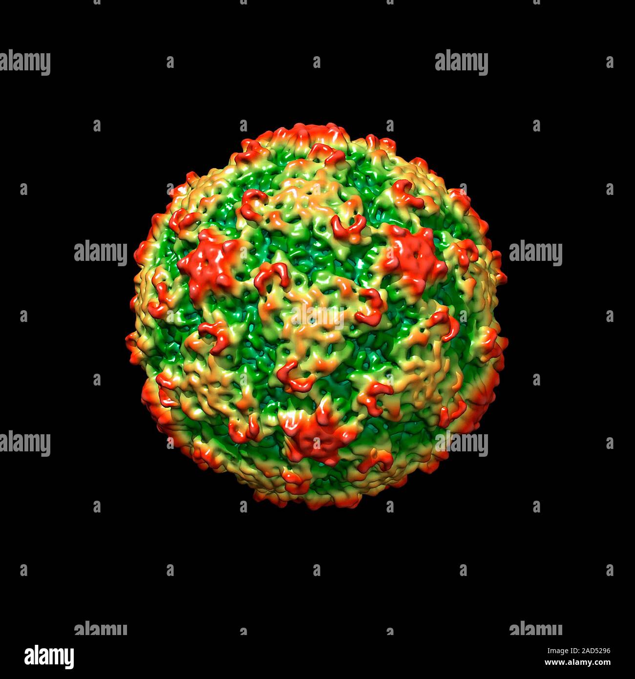 Human rhinovirus, molekulare Modell. Dieses Virus besteht aus einem ...