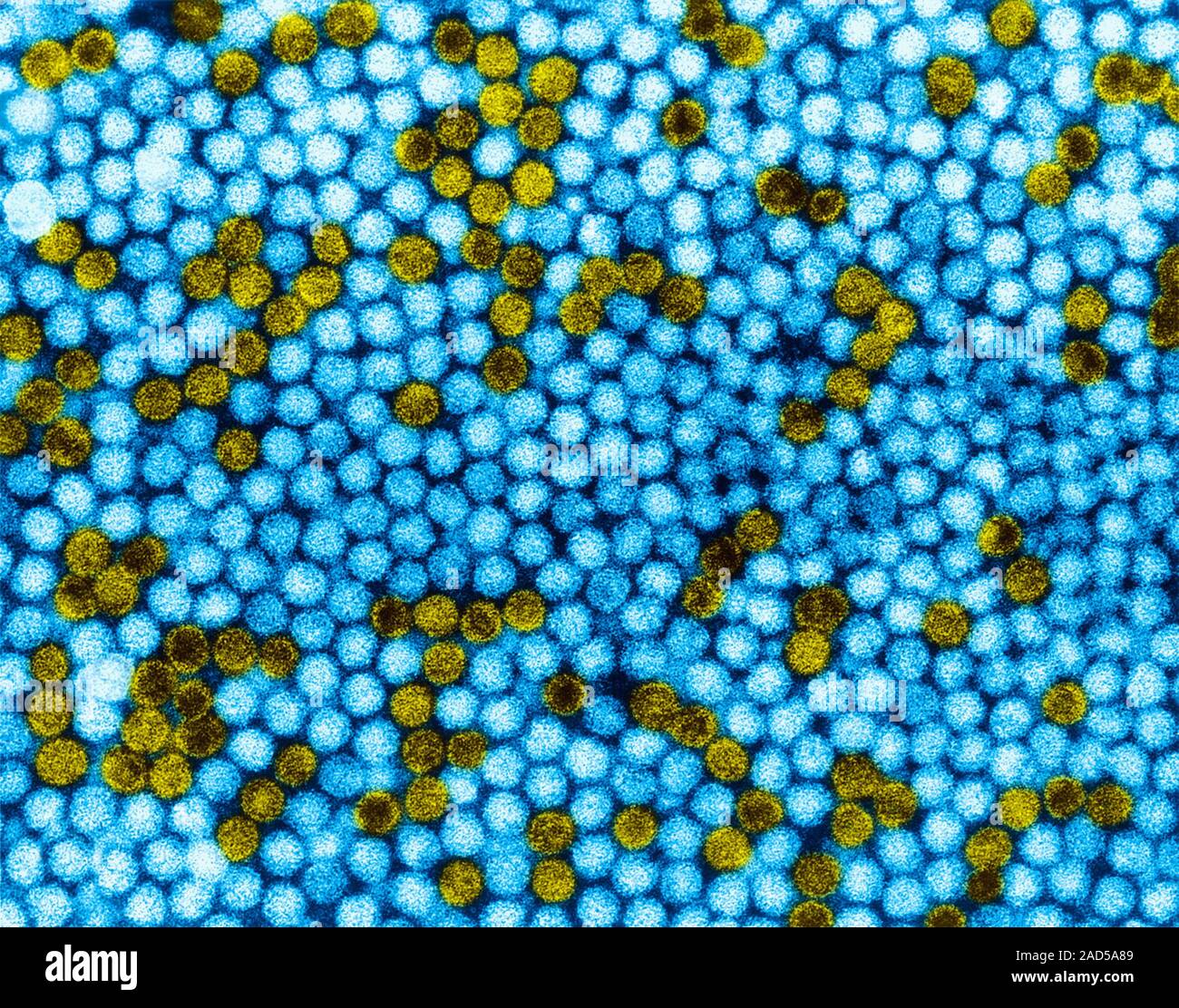 Cowpea chlorotic Mottling Virus (CCMV, Familie Bromoviridae, RNA-Virus ...