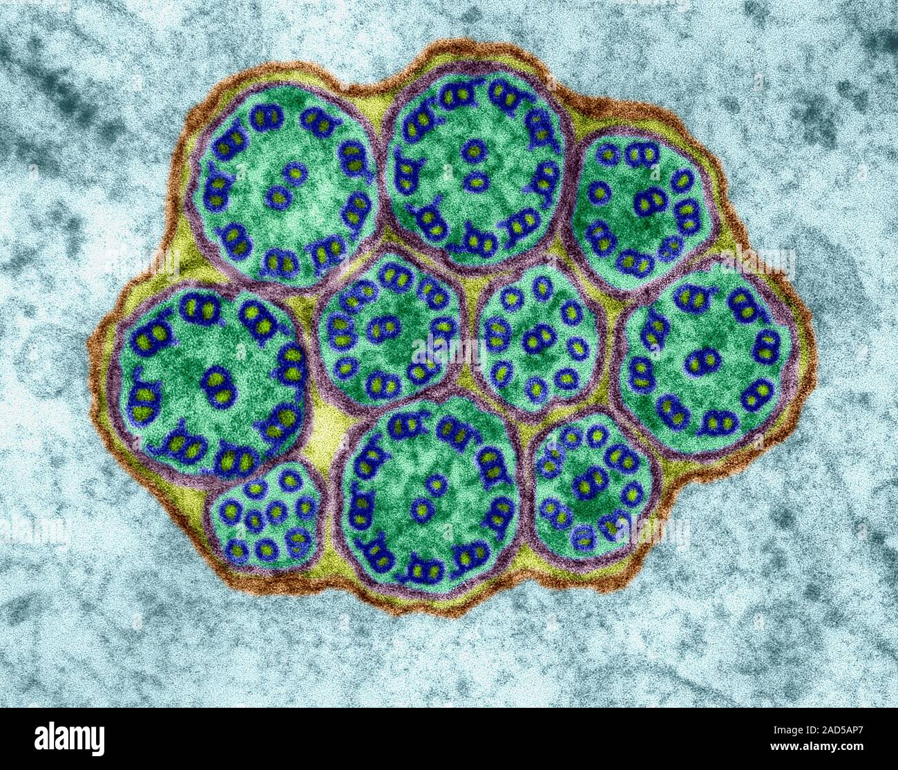 Epithelzelle Zilien mit Mikrotubuli aus Ciliated Epithelien im ...