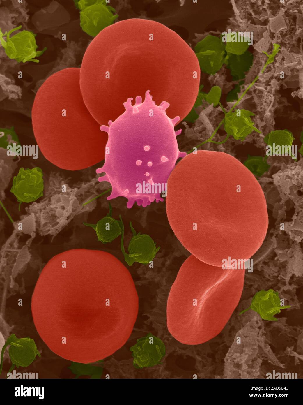 Menschliche rote Blutzellen, Monozyten (weiße Blutkörperchen) und ...