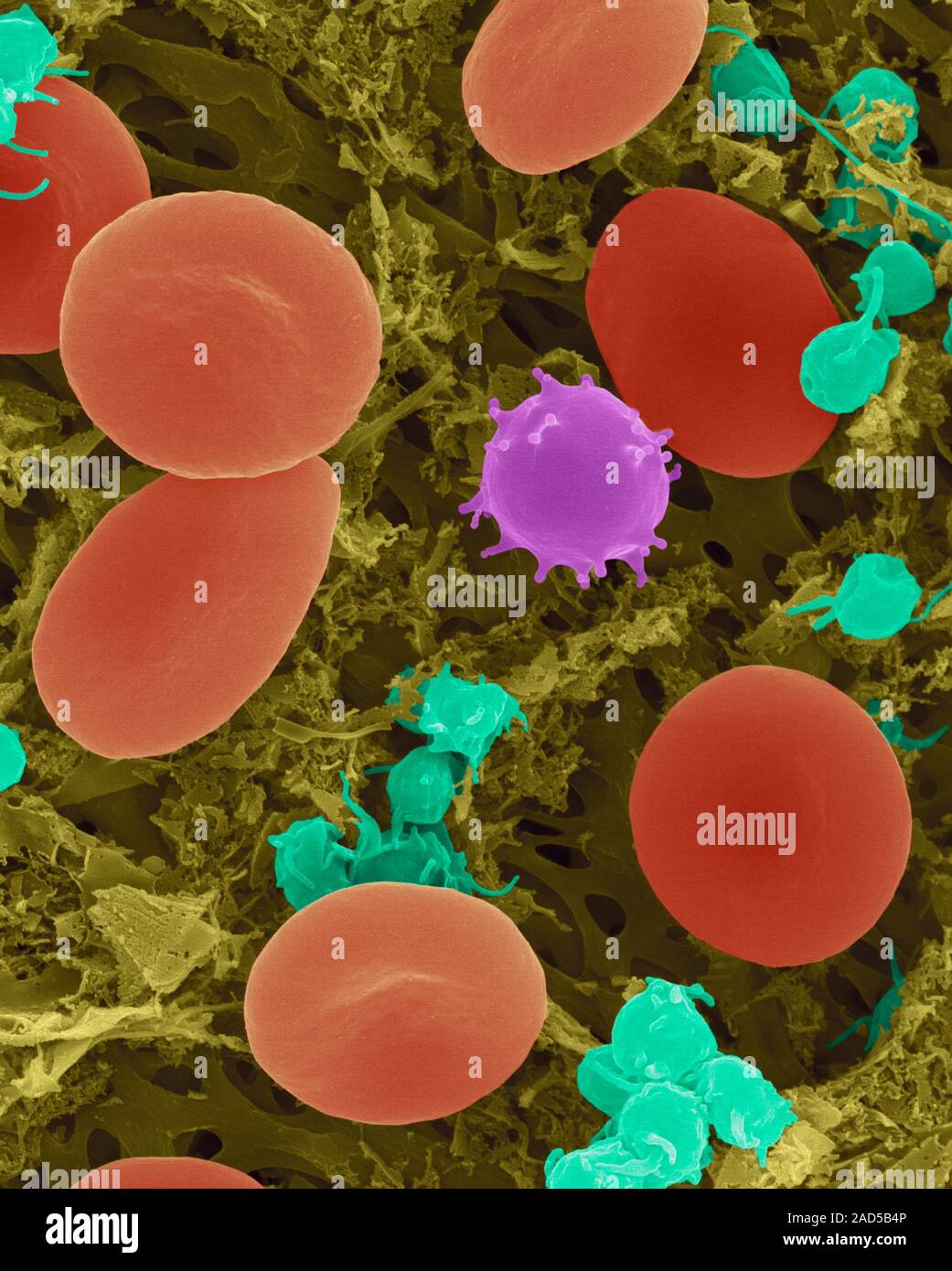 Menschliche rote Blutzellen, Monozyten (weiße Blutkörperchen, Violett ...
