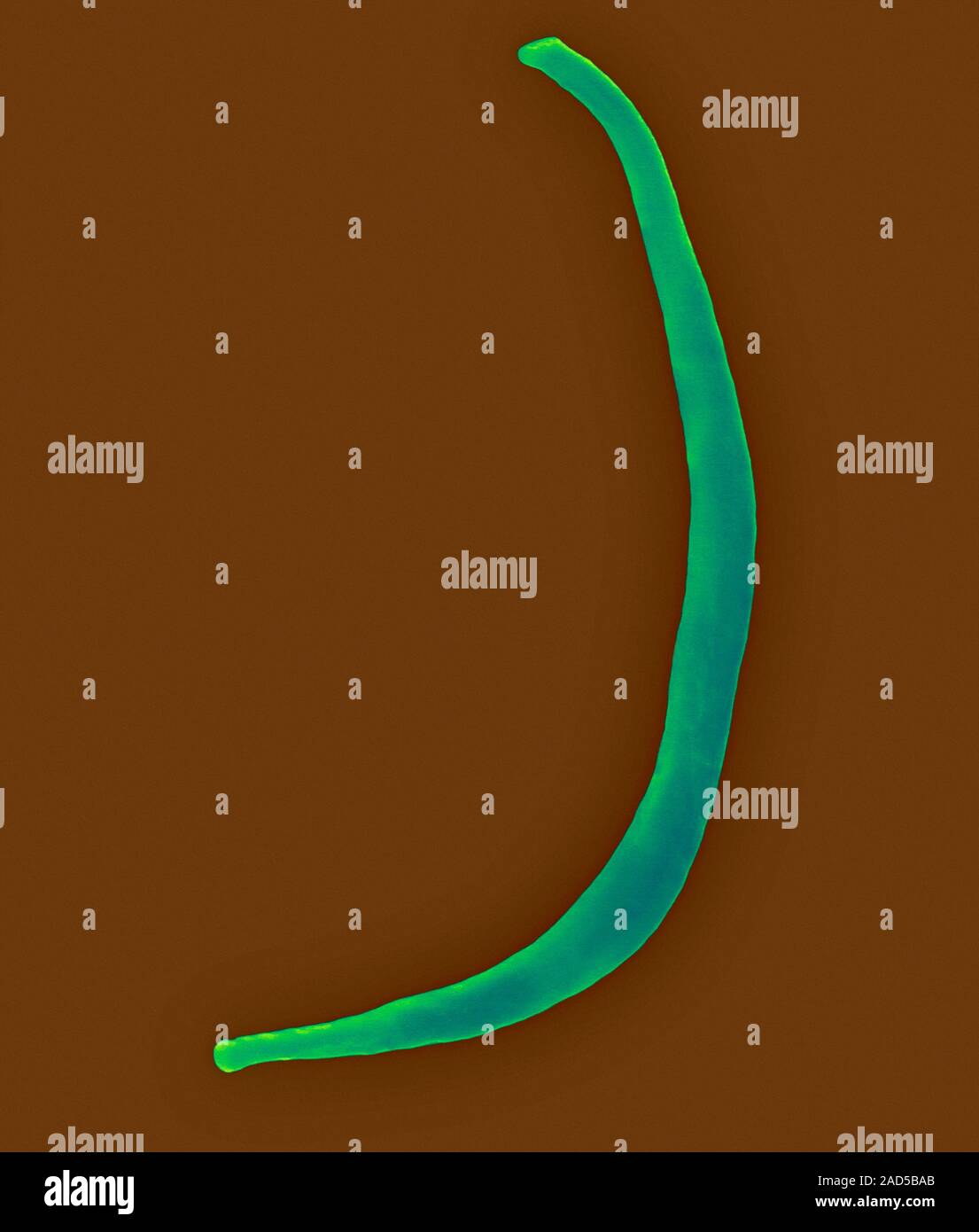 Malaria sporozoite (Plasmodium sp.) von einem Moskito, Farbig Scanning ...