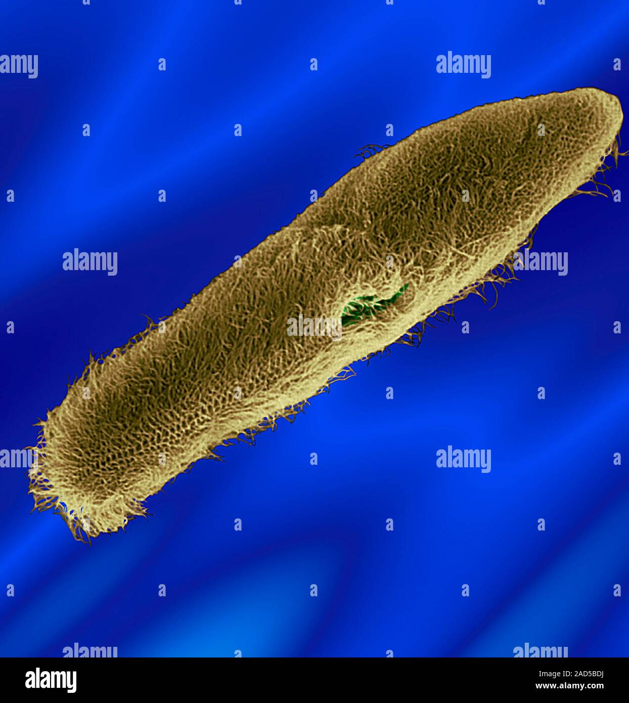 Paramecium sp., ciliated Protozoen, Farbig Scanning Electron Micrograph ...