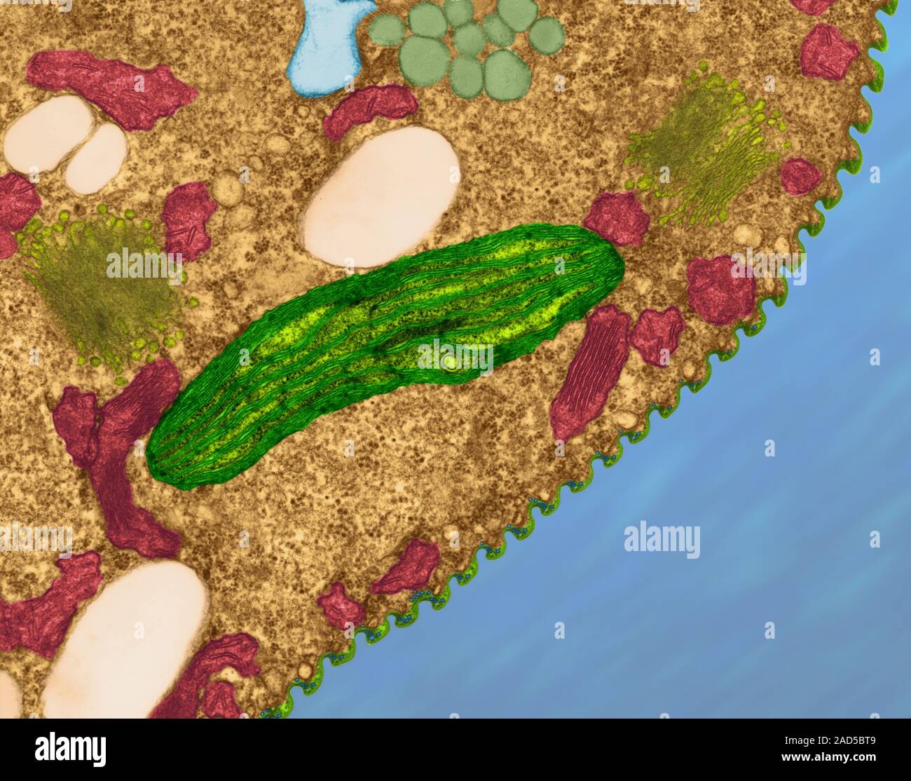 Farbige Scanning Electron Micrograph (TEM) von Euglena griech. Zelle ...