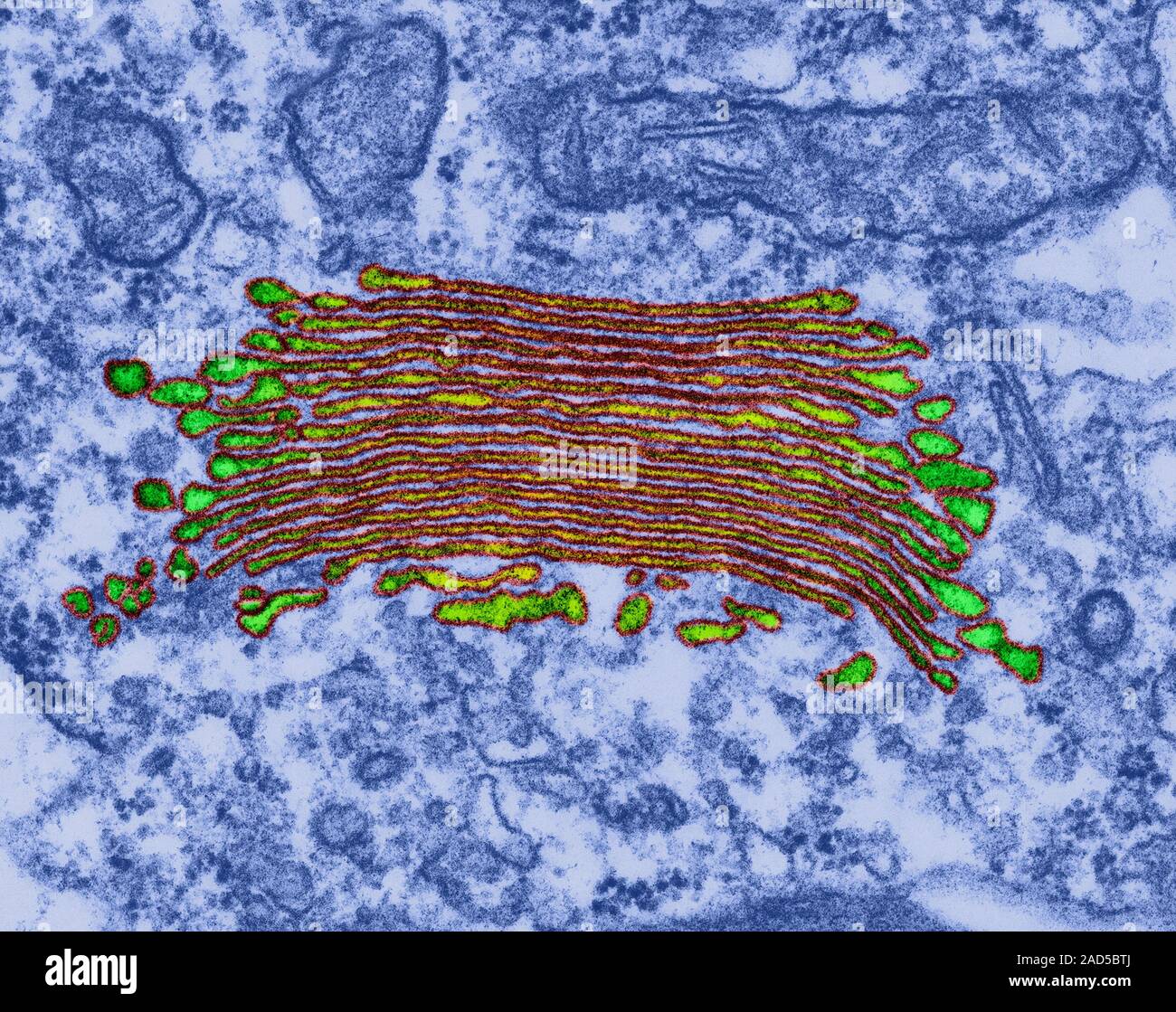 Farbige Scanning Electron Micrograph (TEM) der Golgi-apparat, Stapel ...