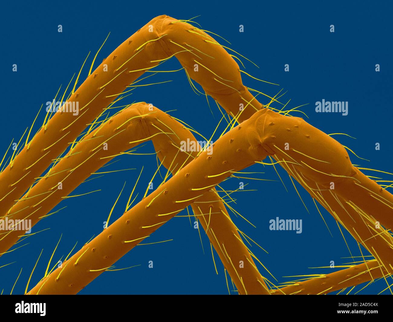 Farbige Scanning Electron Micrograph (SEM) von Daddy longlegs Spinne ...