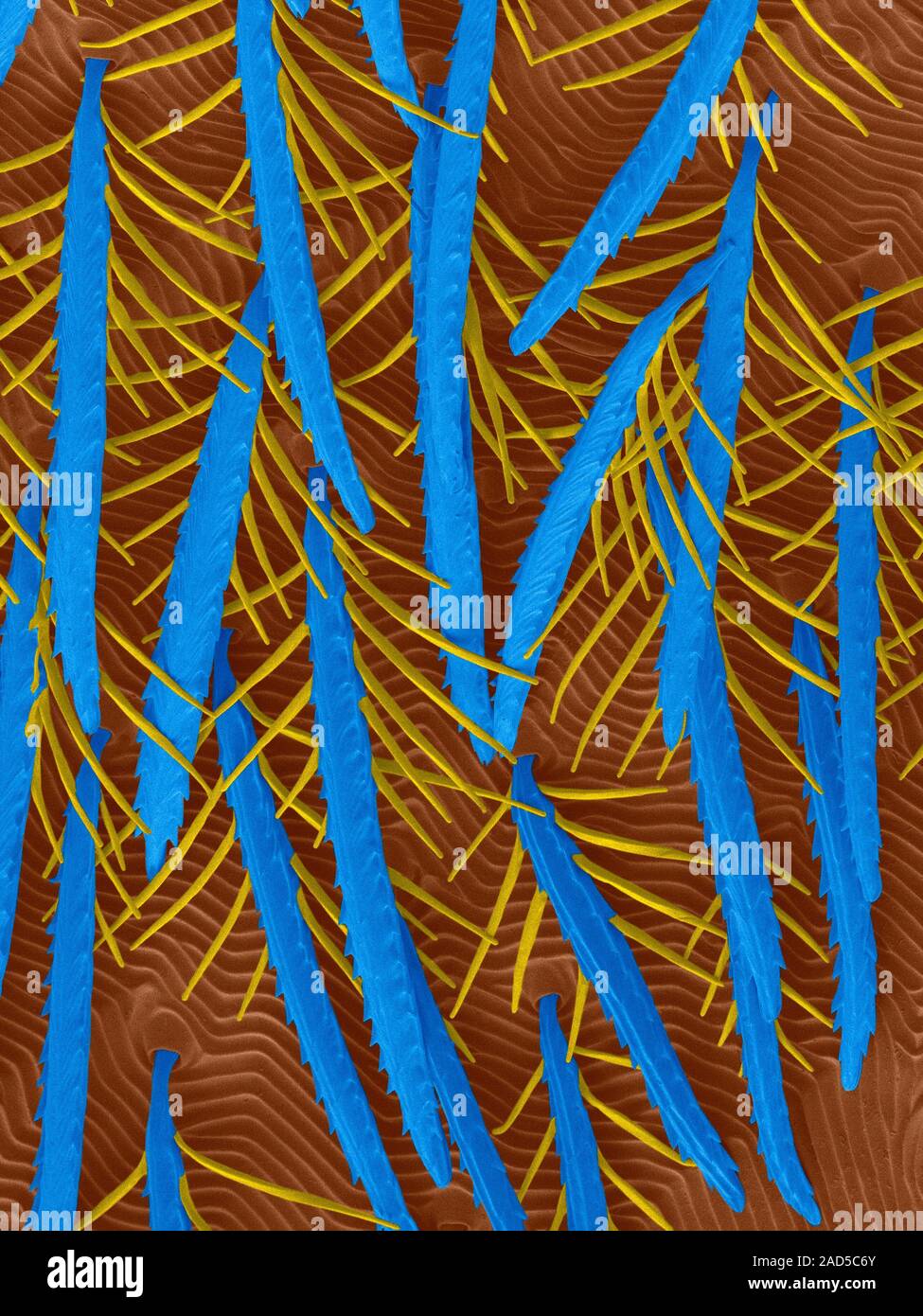 Farbige Scanning Electron Micrograph (SEM) der Taucherglocke spider ...