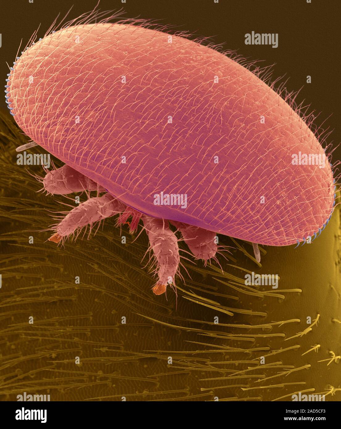 Farbige Scanning Electron Micrograph (SEM) der Varroa biene Milbe ...