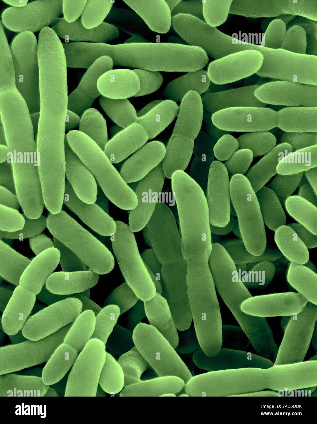 Farbige Scanning Electron Micrograph (SEM) von Nitrobacter sp., Gram ...