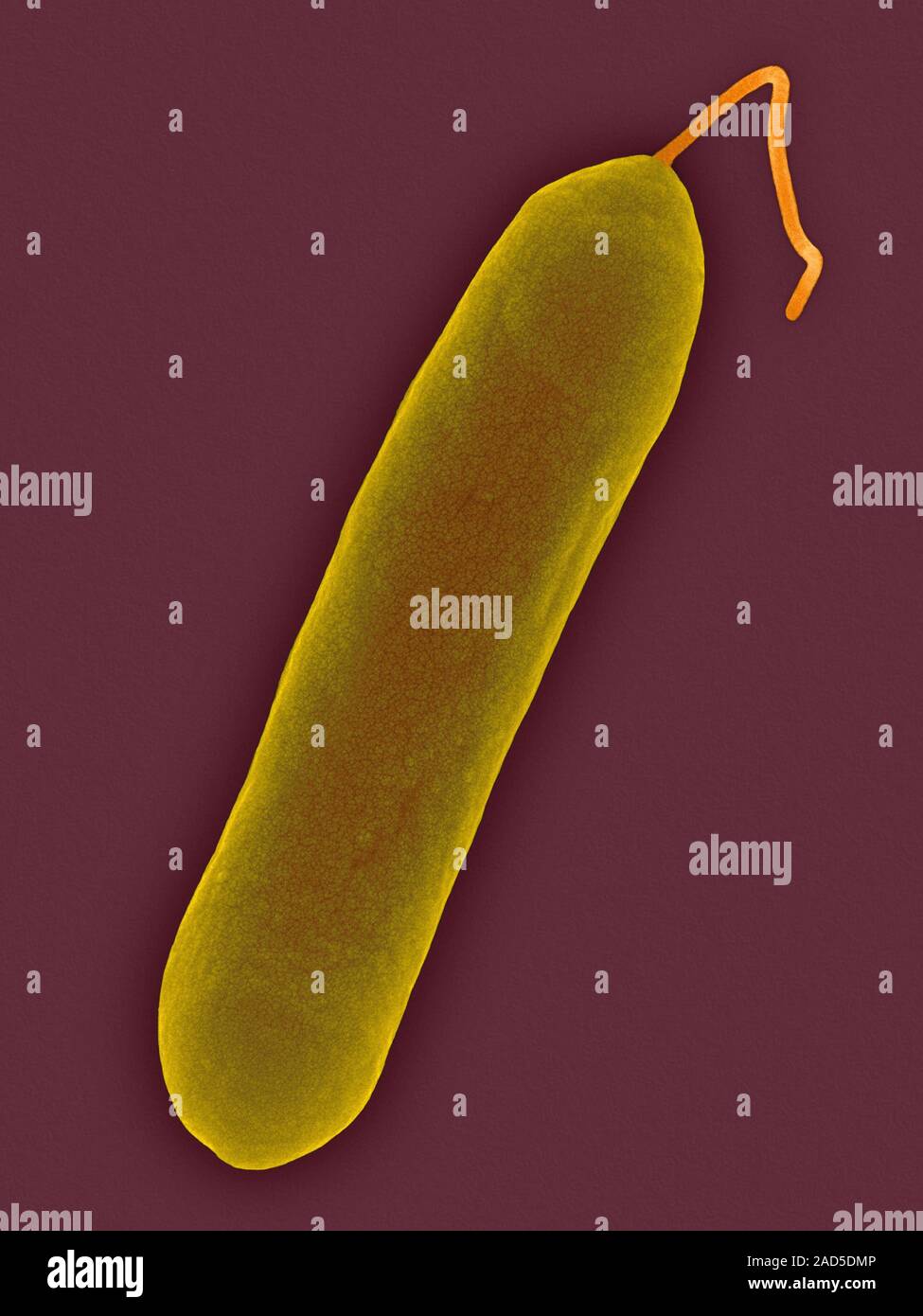 Farbige Scanning Electron Micrograph (SEM) von Salmonella enteritidis ...