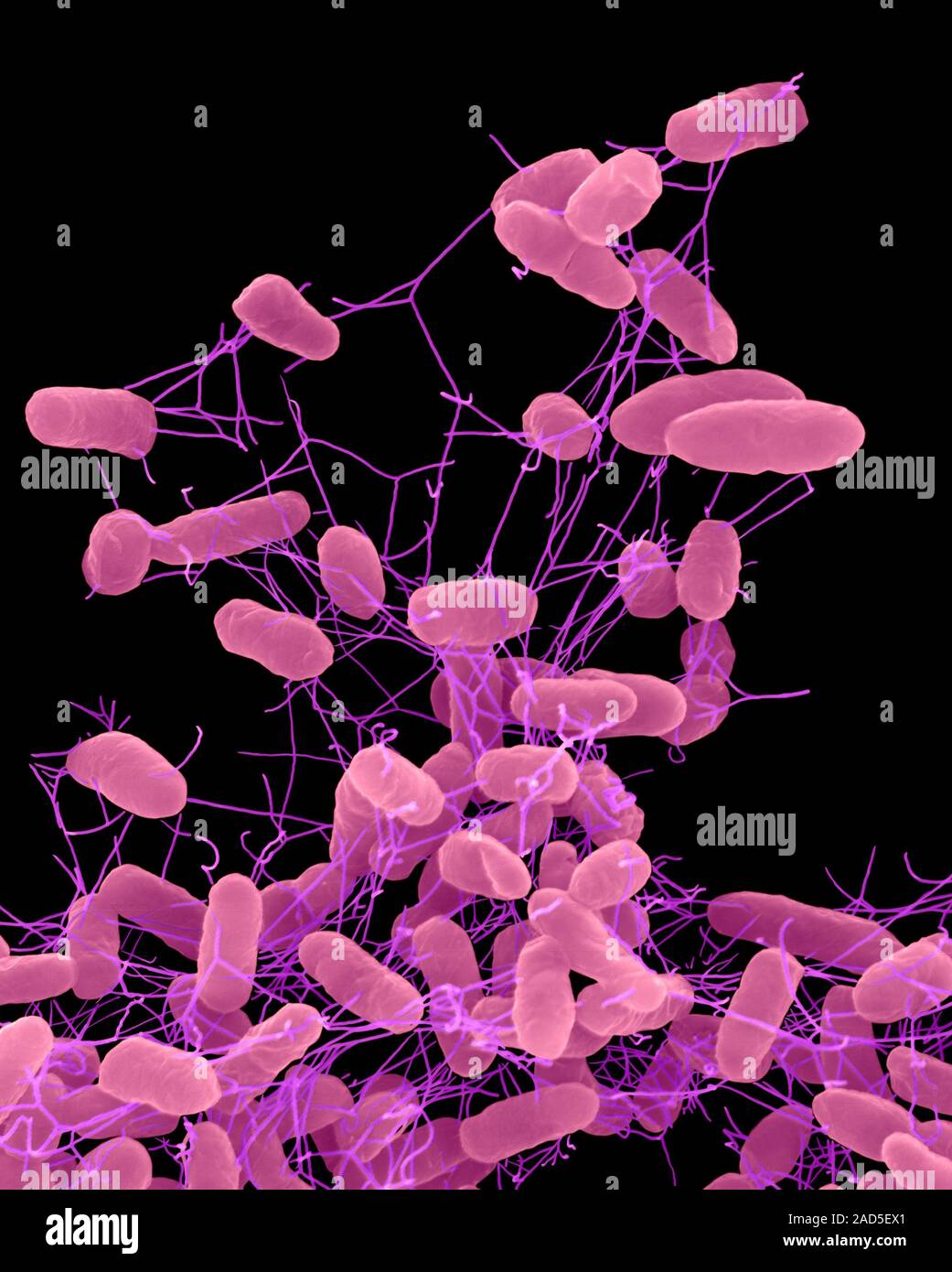 Farbige Scanning Electron Micrograph (SEM) von Salmonella enteritidis ...