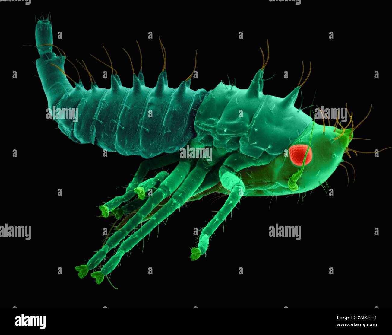 Farbige Scanning Electron Micrograph (SEM) der weißen Apple leafhopper ...