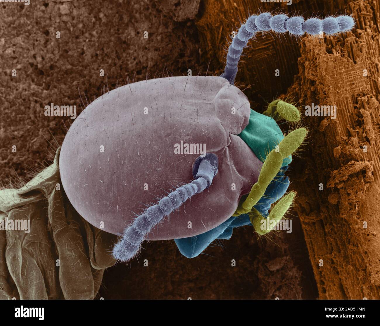 Farbige Scanning Electron Micrograph (SEM) der Formosan (unterirdischen ...
