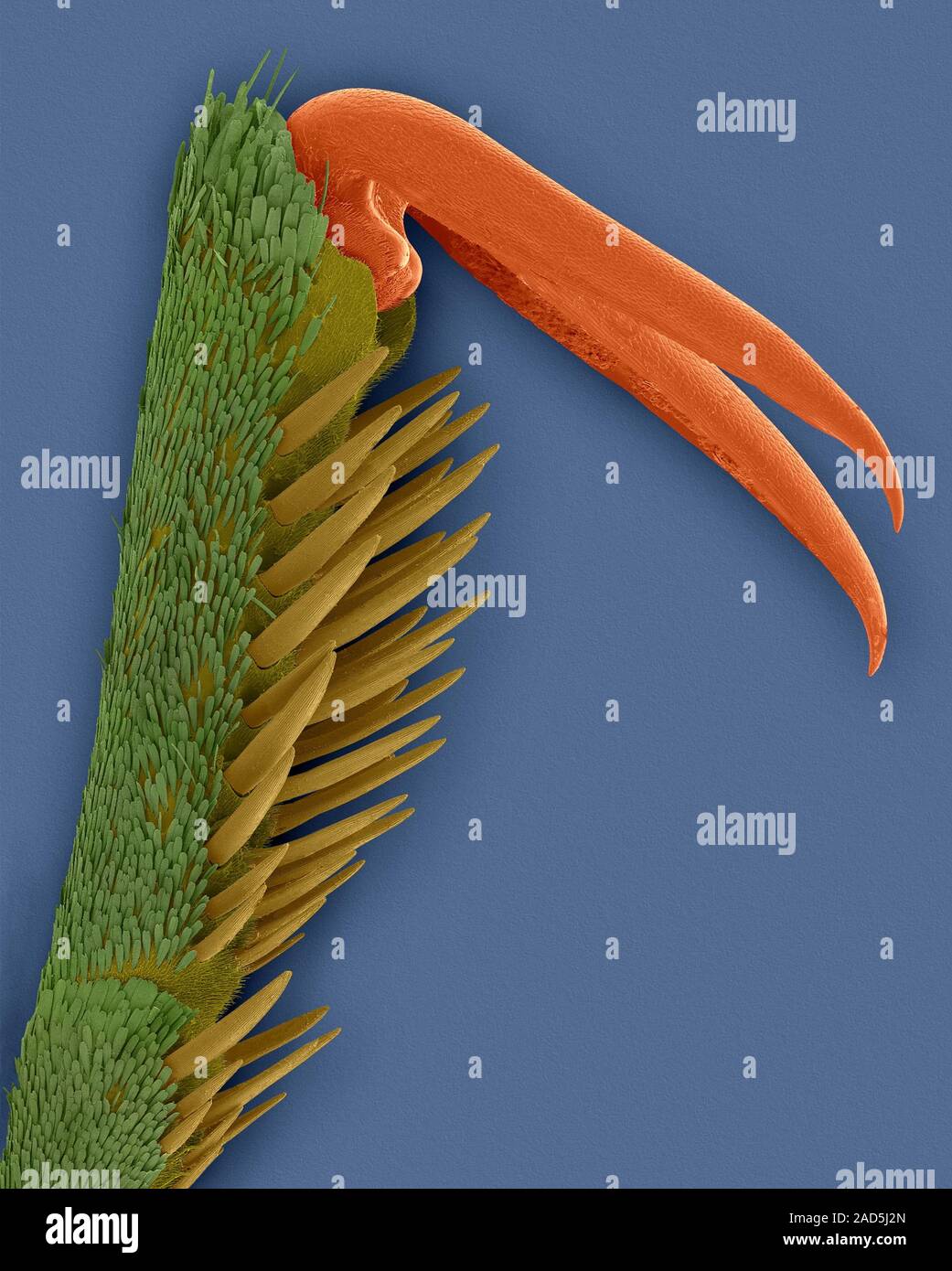 Farbige Scanning Electron Micrograph (SEM) der Monarch butterfly Claw ... Farbige Scanning Electron Micrograph (SEM) der Monarch butterfly Claw ...