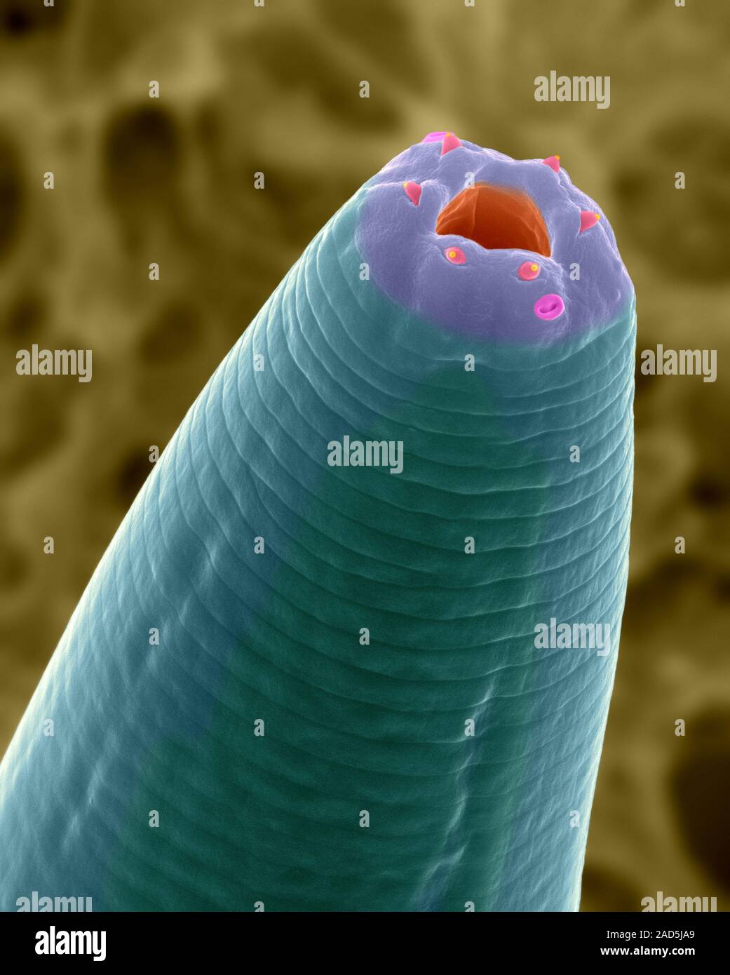 Farbige Scanning Electron Micrograph (SEM) von frei lebenden Boden ...