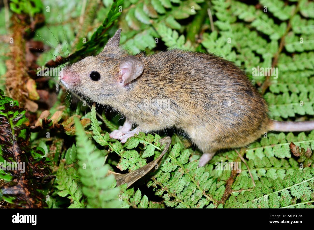 Hausmaus (Mus musculus). Das kleine Säugetier ist ein Nagetier gefunden ...