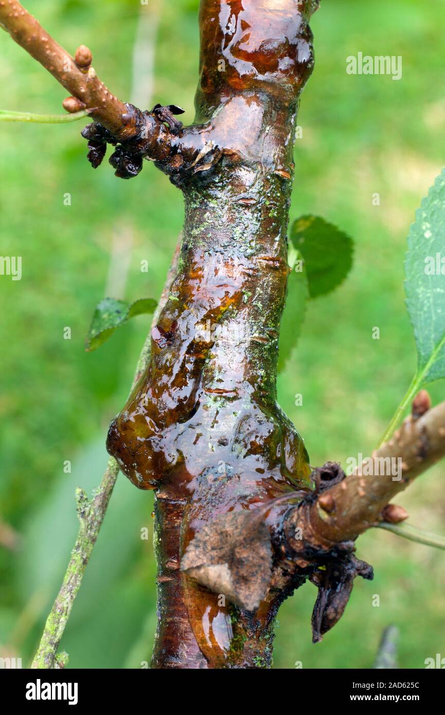 Cherry Stammzellen gummosis angezeigt. Das Bild zeigt ein junger Zweig ...