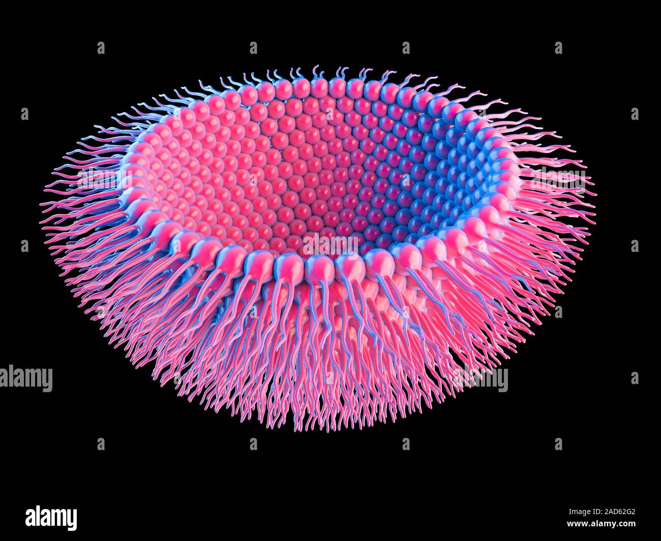 Inverse Mizellen. Cut-away Abbildung: Phospholipide bilden eine inverse ...