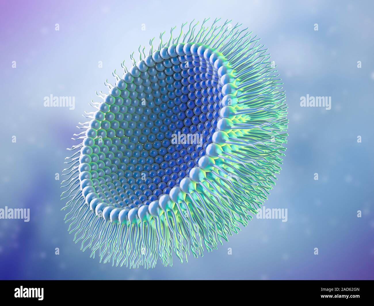 Inverse Mizellen. Cut-away Abbildung: Phospholipide bilden eine inverse ...