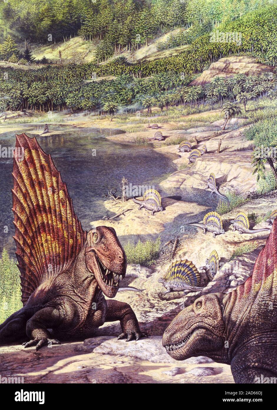 Dimetrodon und Edaphosaurus synapsids, Illustration. Dimetrodon (rote ...