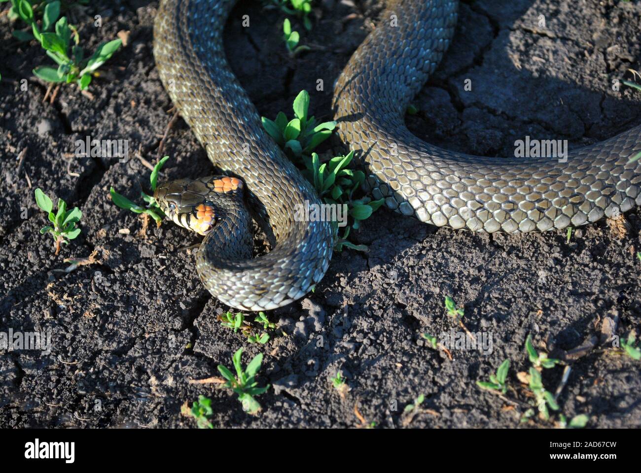 Die Ringelnatter (Natrix natrix, beringt werden, Schlange ...