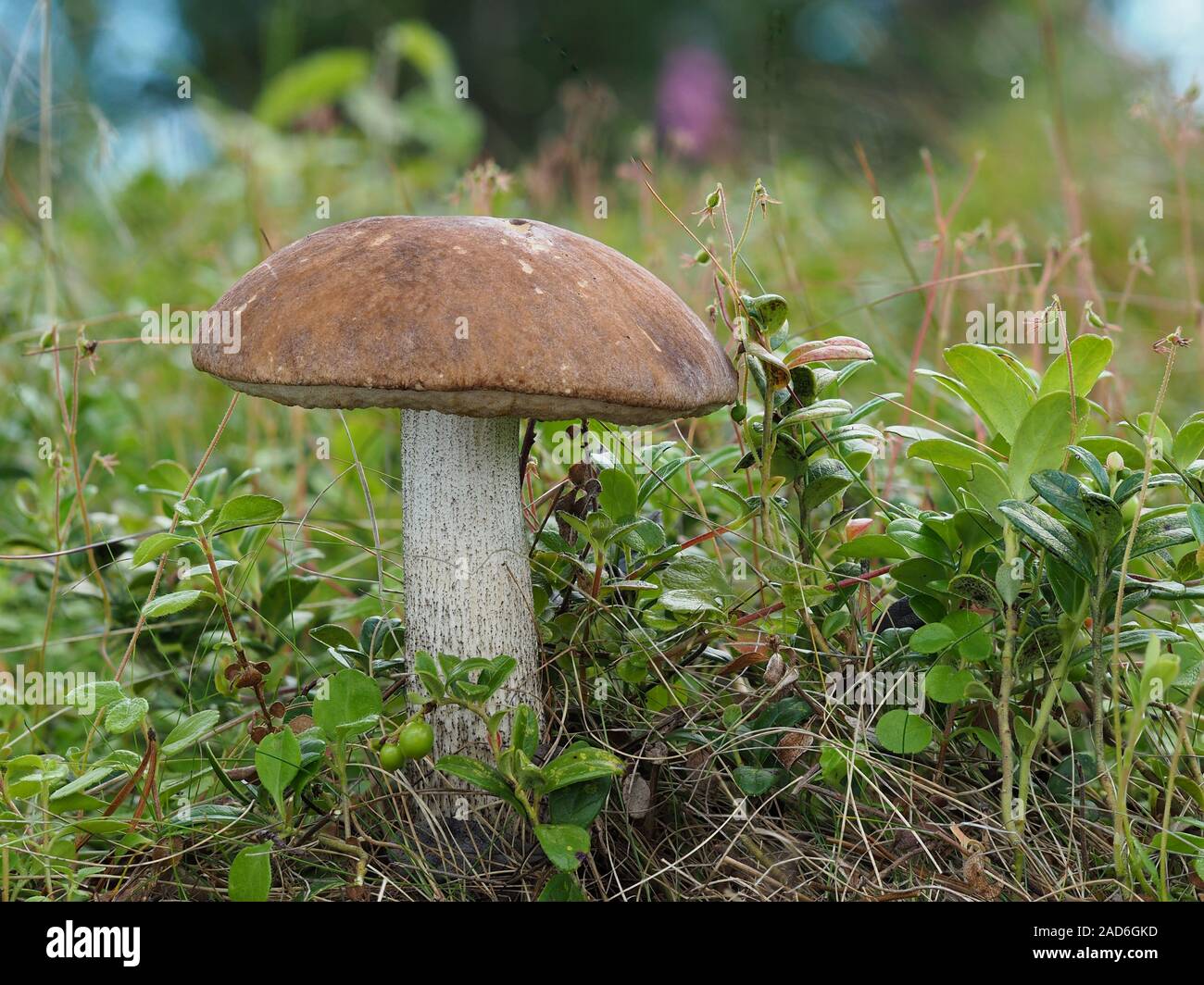Gemeiner birkenpilz -Fotos und -Bildmaterial in hoher Auflösung – Alamy